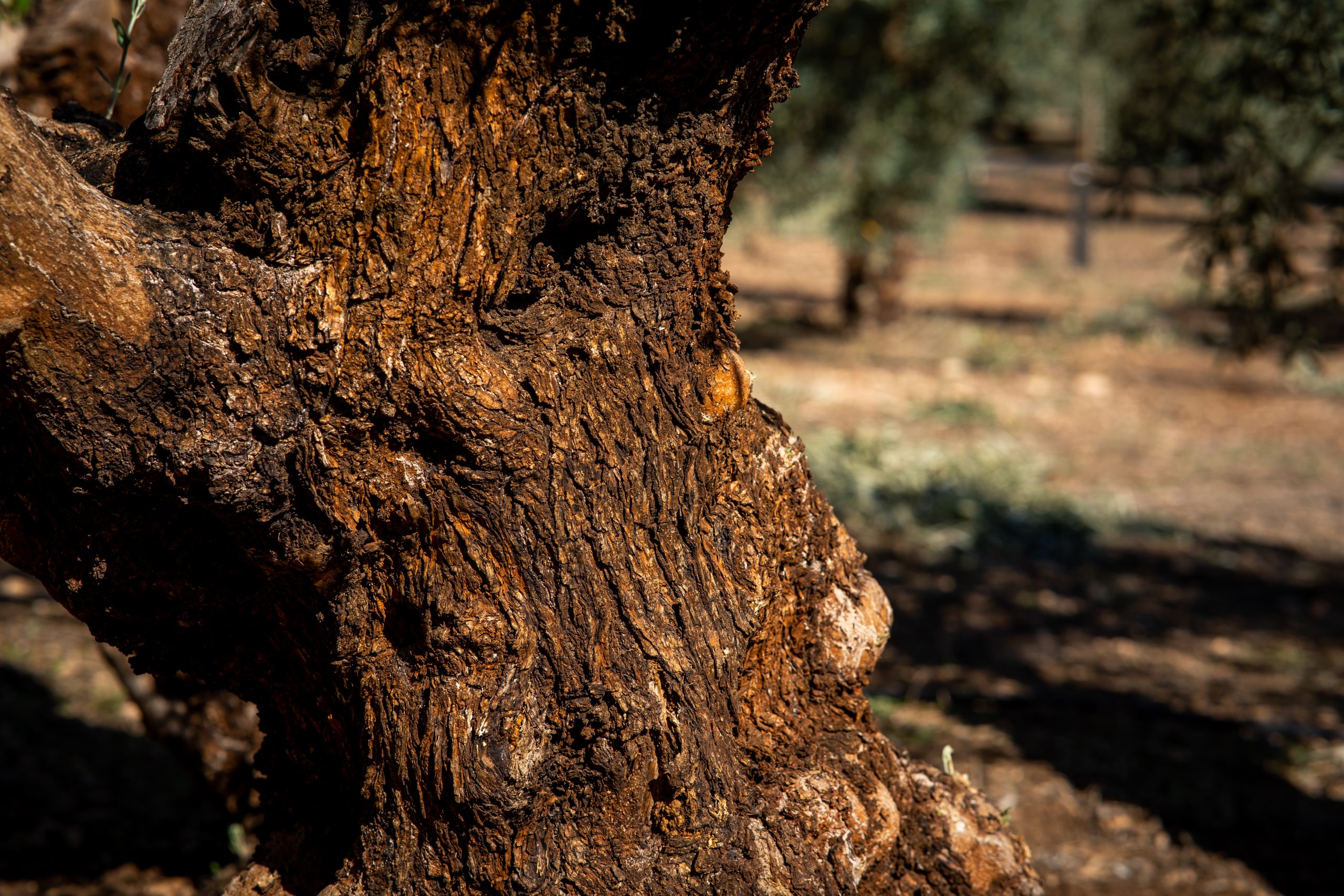 Las enfermedades del olivo más comunes y cómo combatirlas